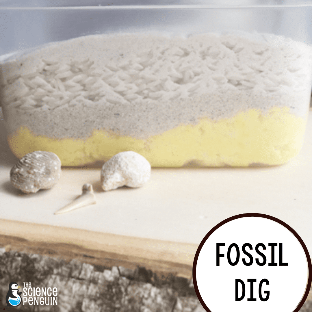 Teach It: 5 Ideas for Fossils and Past Environments — The Science Penguin