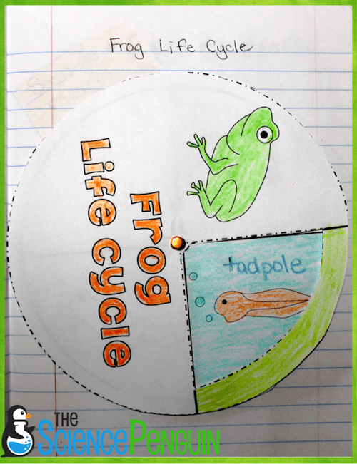Frog Life Cycle Wheel