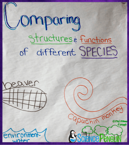 7 Ideas to teach adaptations: compare and contrast structures and ...