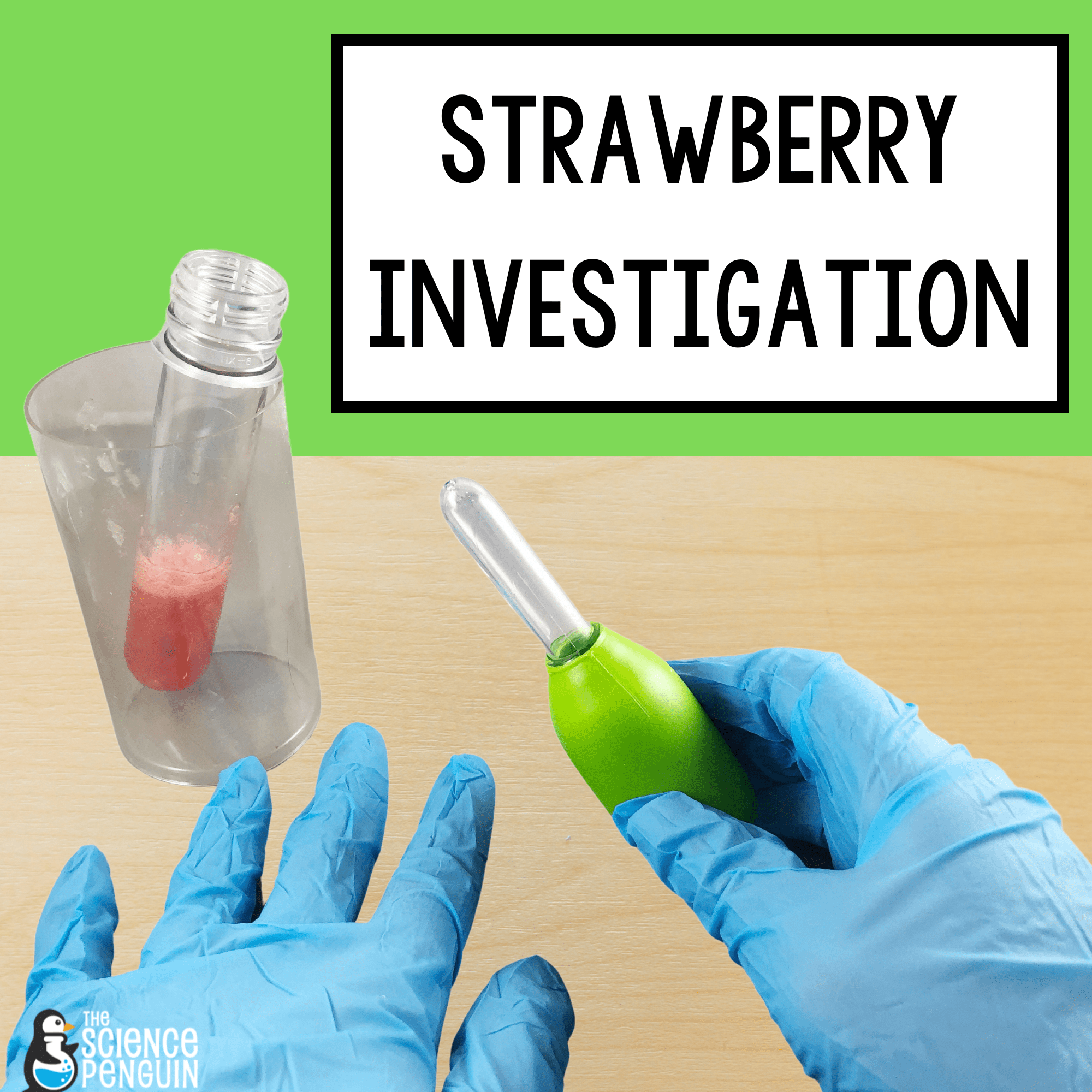 Plants and Photosynthesis Interactive Science Notebook Photos