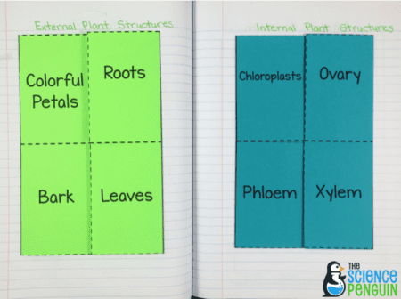 Plants and Photosynthesis Interactive Science Notebook Photos