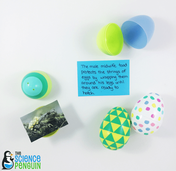 Egg Research: Students learn about the unique characteristics and ...