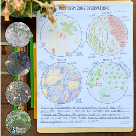 7 Ideas to Teach Ecosystems and Food Webs